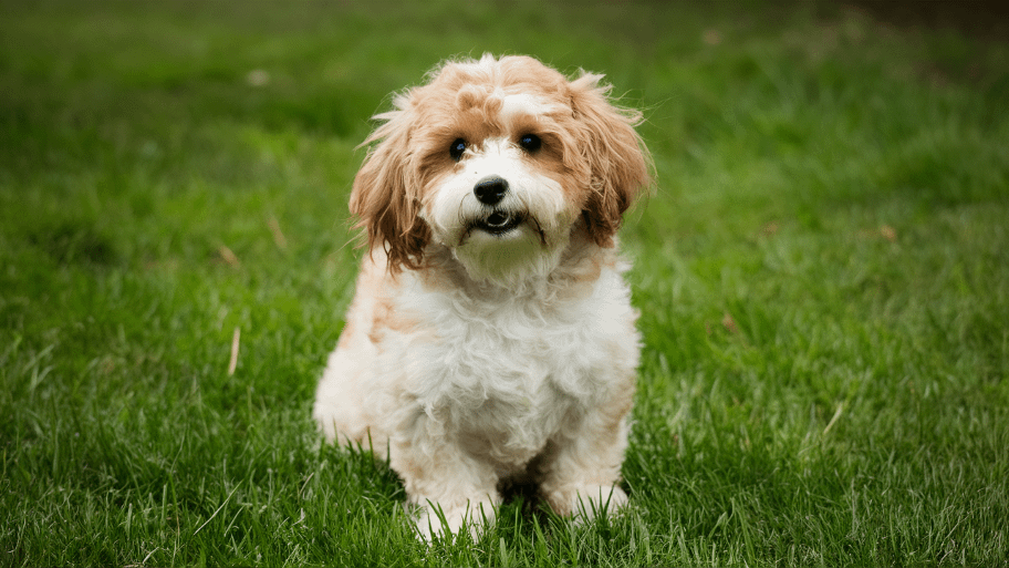 Lhasa Apso Poodle Mix: Dog Breed Information - animalghar