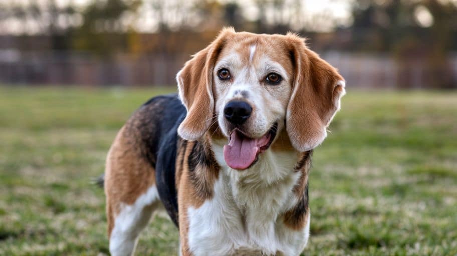 Beagle-Basset Hound Mix: The Bagle Hound - animalghar